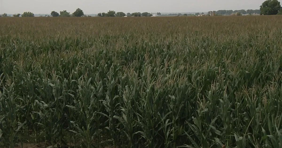 Rising U.S. Corn Yields Boost Production Without Additional Farm Acres