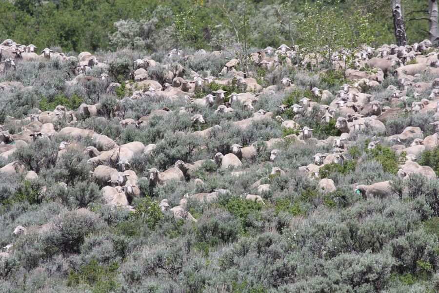 Sheep Center Accepting Grant Proposals