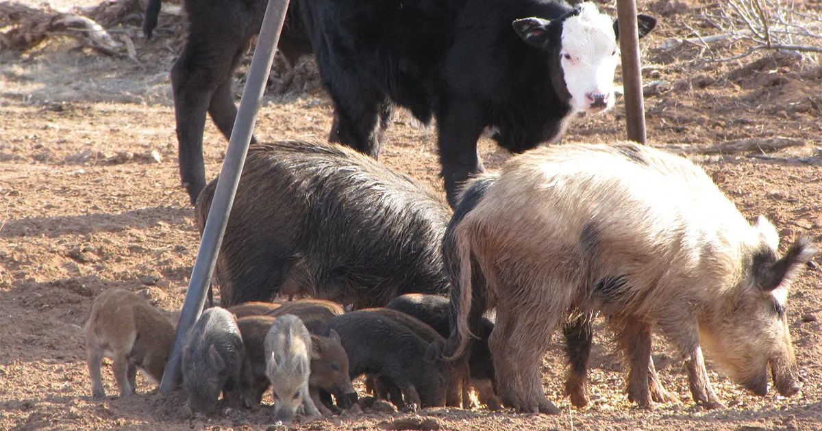 Montana Department of Livestock Responding to Potential Feral Swine in ...
