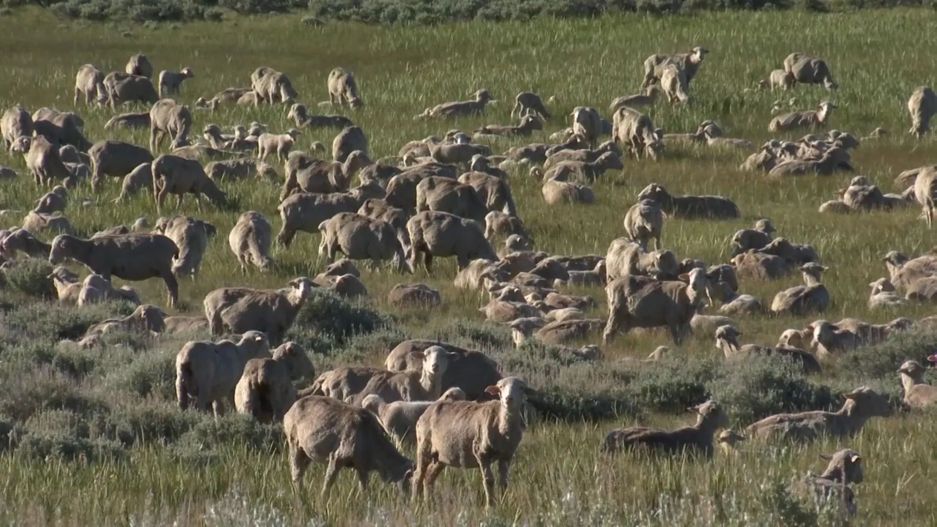 ASI Requests USDA Assistance for American Sheep Producers