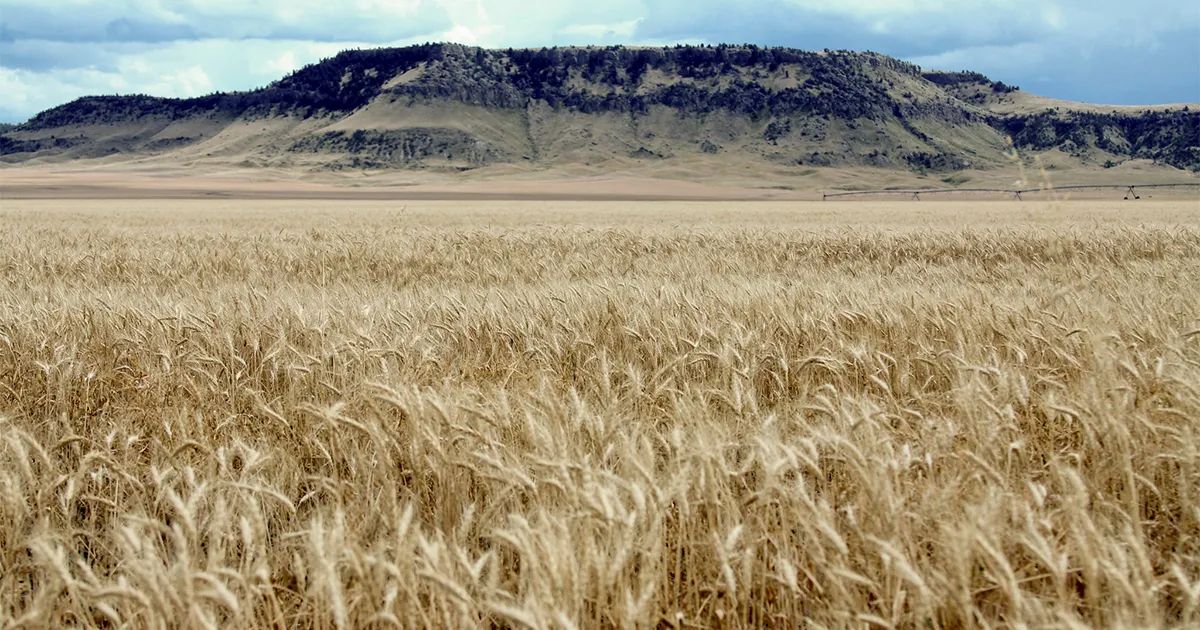 USDA Expects More Winter Wheat in 2025