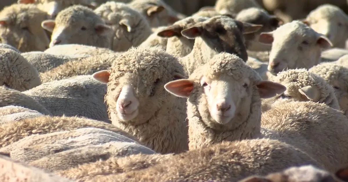 Changes Coming to the Lamb Checkoff