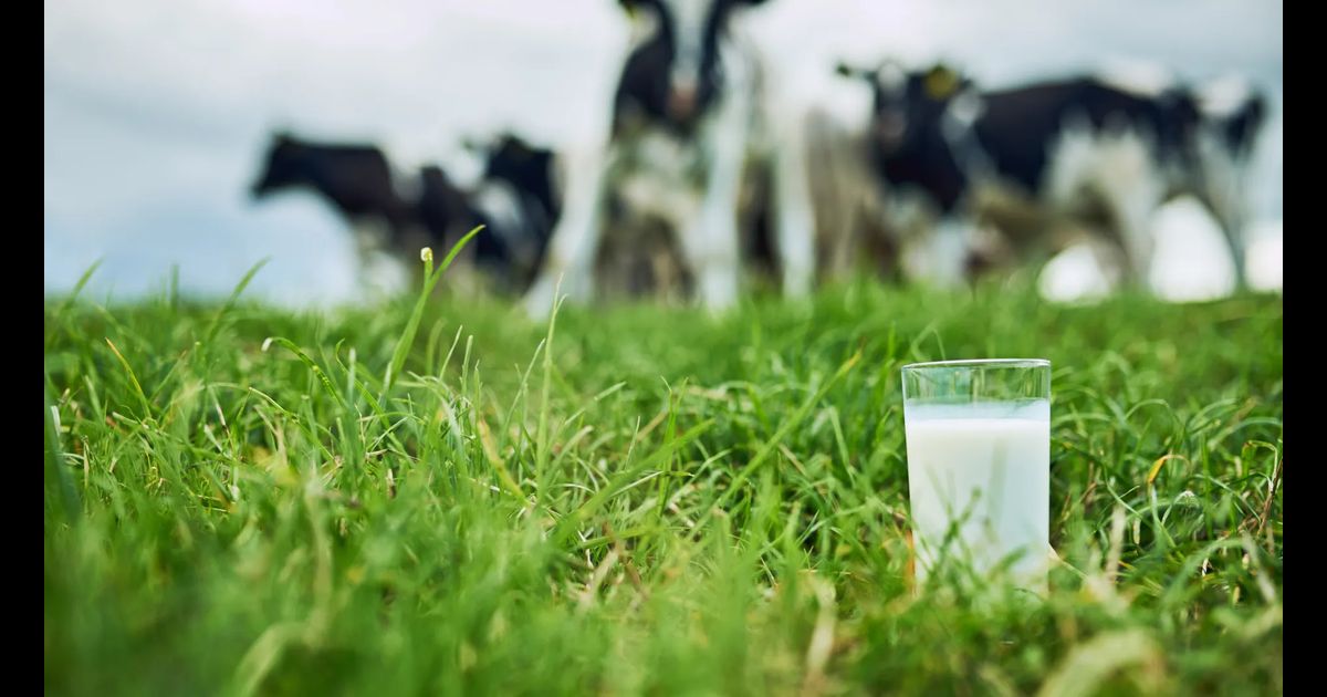 FDA Finds Fragments of HPAI Virus in Pasteurized Milk Samples