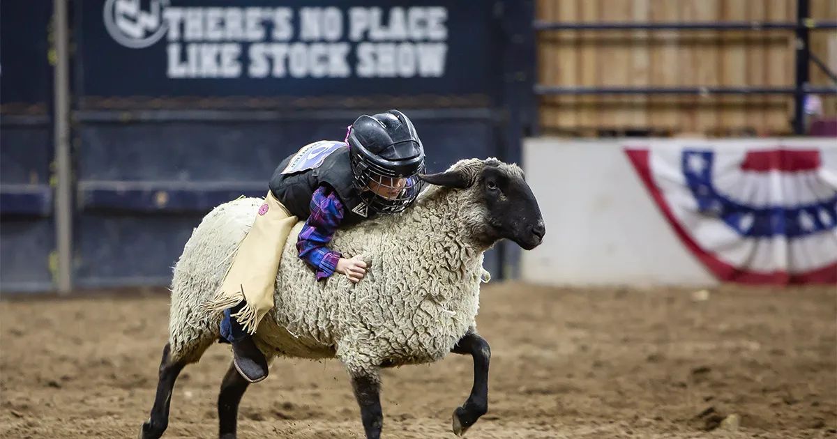 National Western Stock Show to Host Mutton Bustin' at Halftime During ...