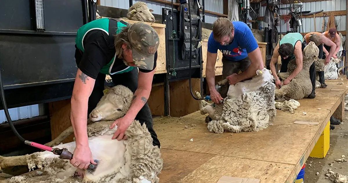 Let ASI Know About Your Shearing School