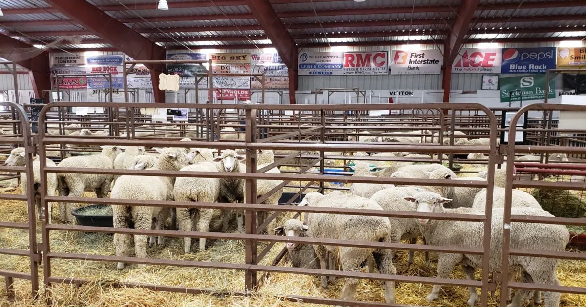 Montana Ewe and Ram Sale Results