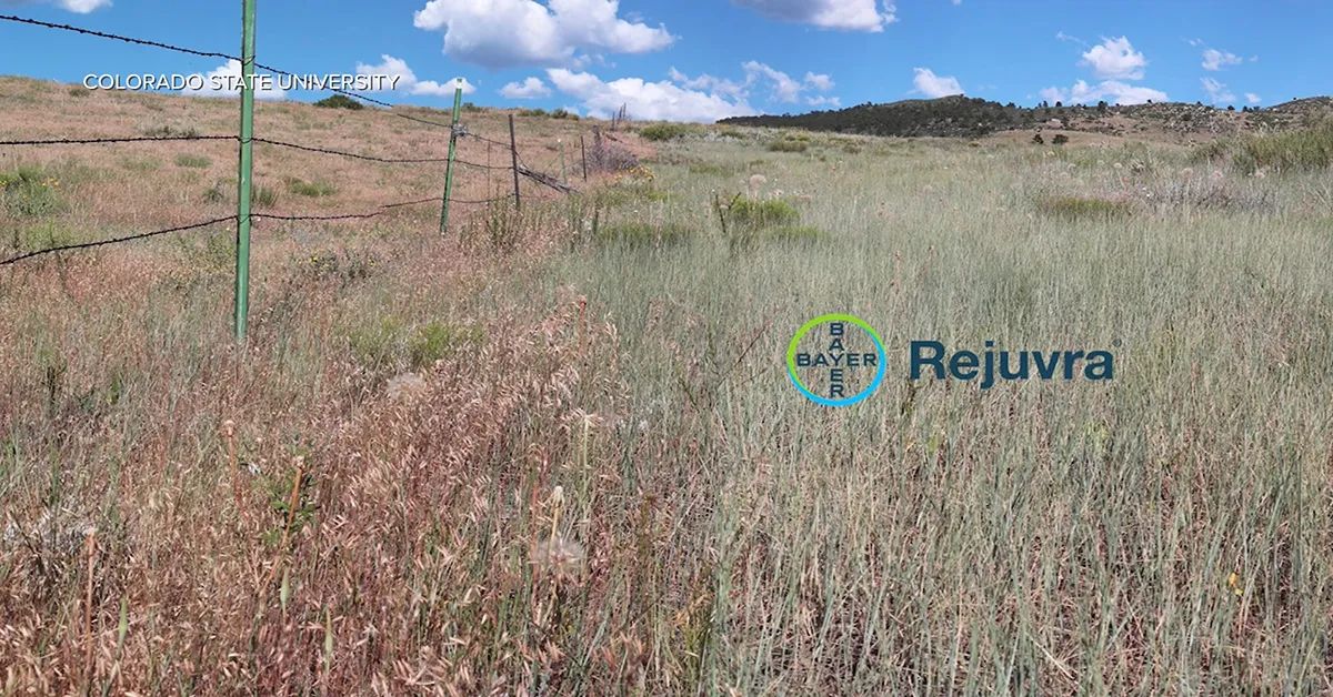 New Tool Available for Controlling Invasive Weed Species on Rangeland