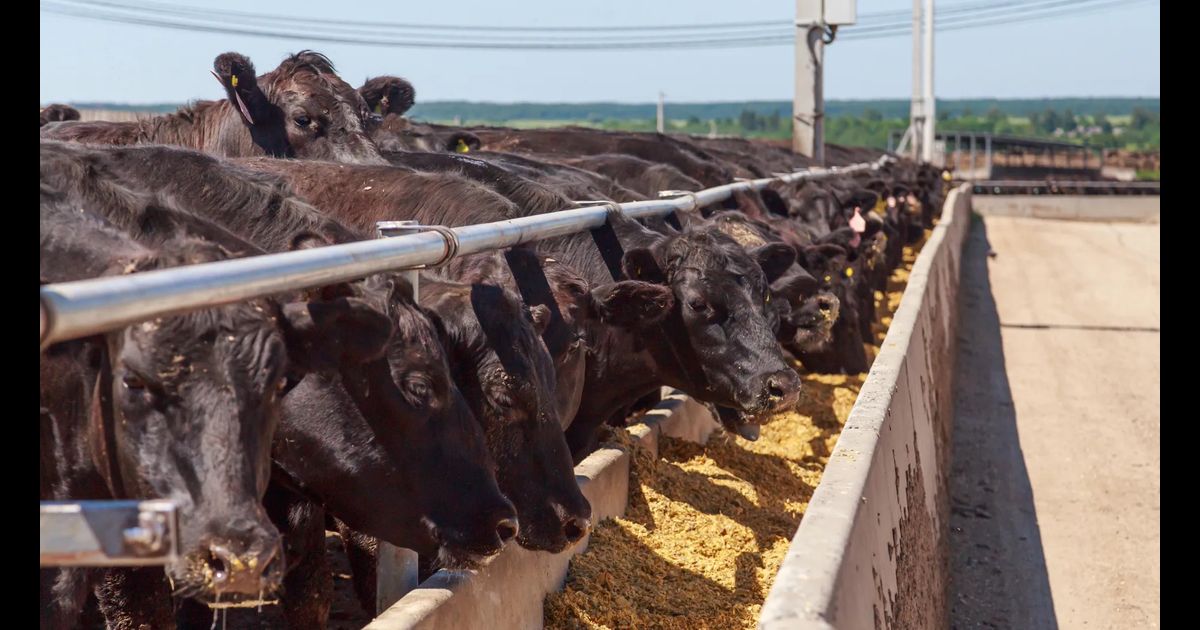 Cattle Genetics Pay Off: Grid Premiums for Generic Merit