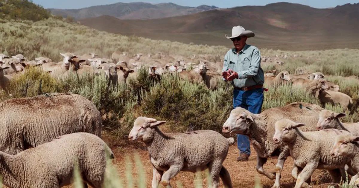Annual Sheep Industry Market Report Now Available