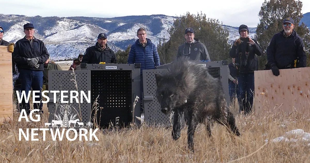 Two newly released wolves into Colorado come from depredating Five ...