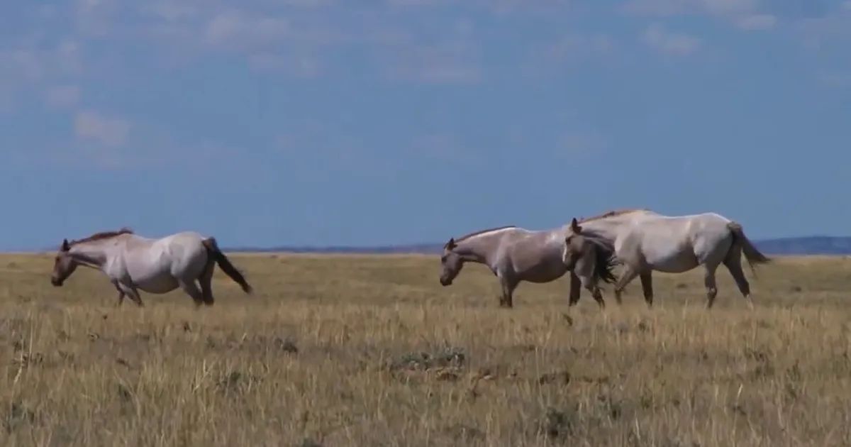 New BLM Report Highlights Continued Overpopulation of Wild Horses on ...