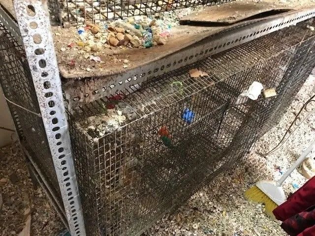 Colorado Animal Activist Kessler Charged With Animal Cruelty