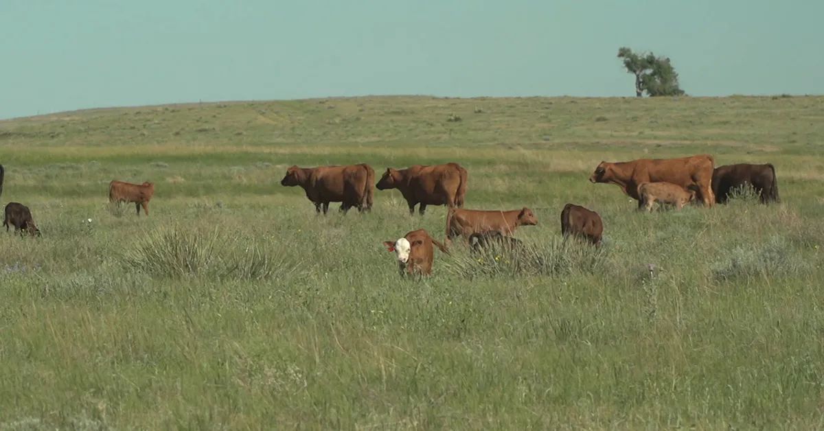 Beef Industry Leadership Summit to be Held in Nebraska