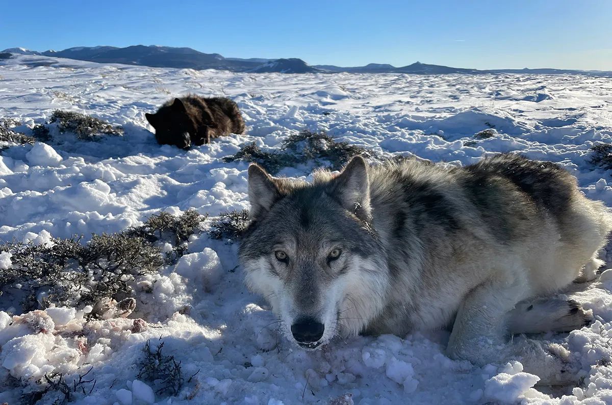 Colorado Parks and Wildlife locates, collars two wolves in North Park