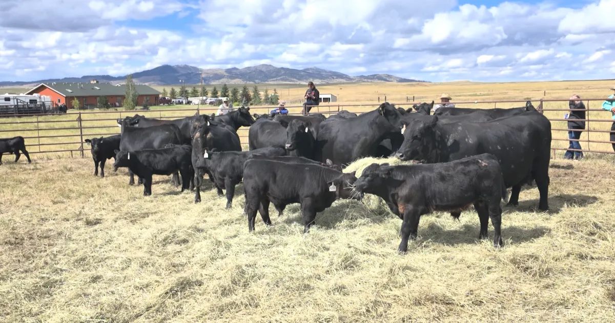 Angus Tour Highlights Montana’s Global Genetic Impact