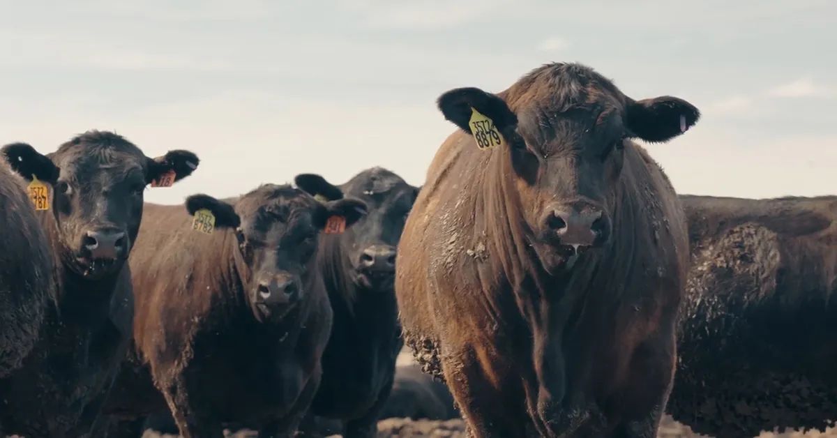 Cattle Market Conditions and Solutions Discussed during House ...