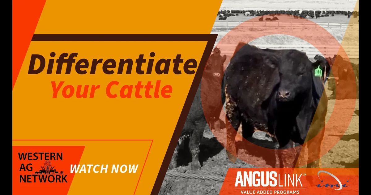 Differentiate Your Cattle