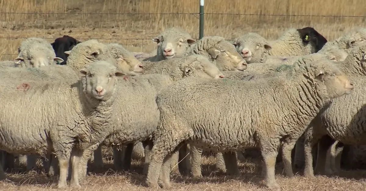 UW Extension hosting Wyoming Sheep Seminar in Powell