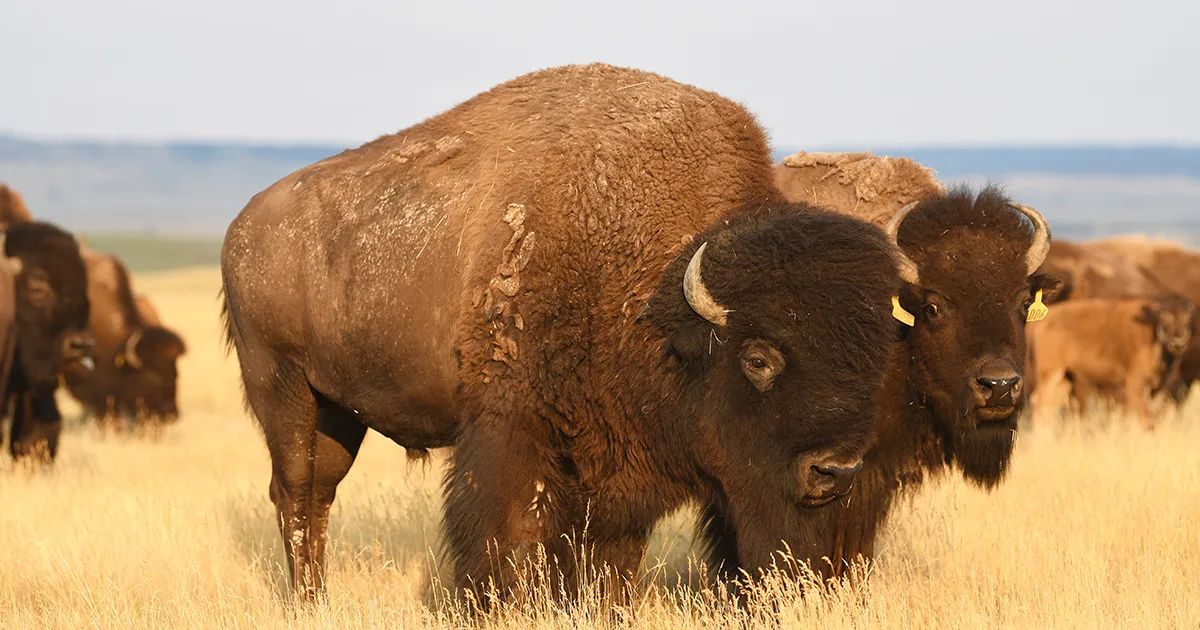 National Bison Association Begins New Chapter in South Dakota