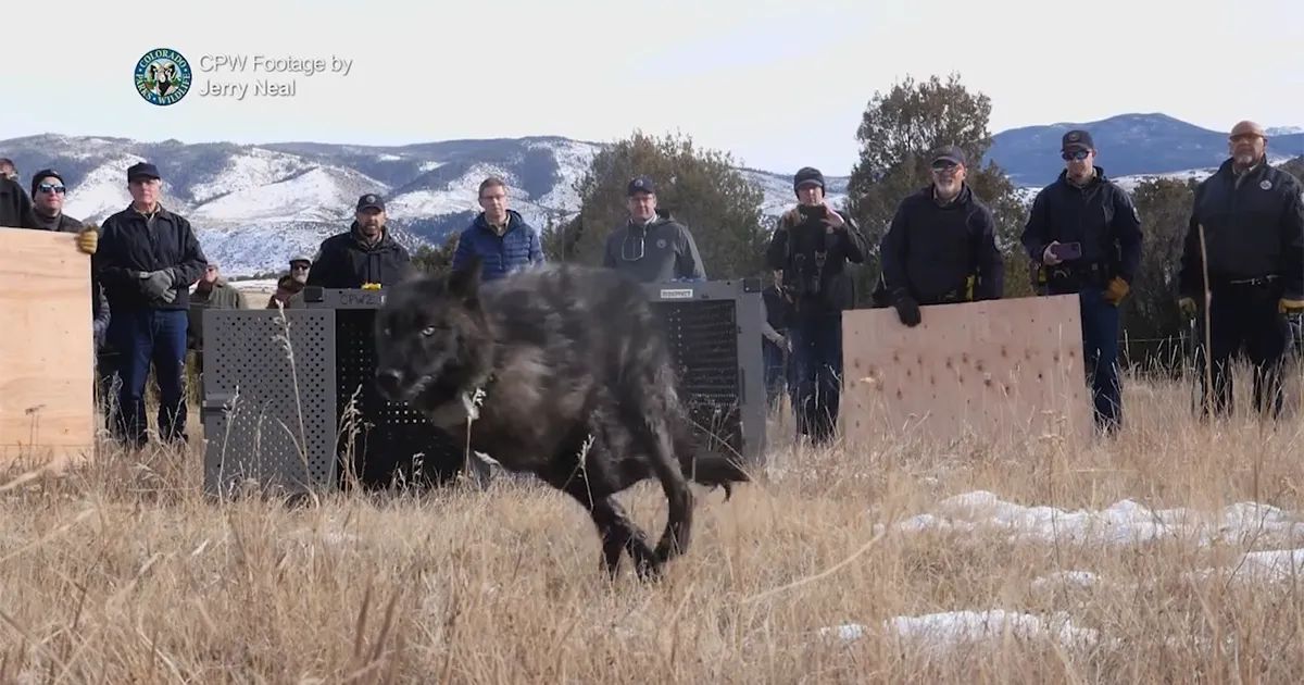 Colorado Parks and Wildlife Confirms Wolf Depredation in Grand County