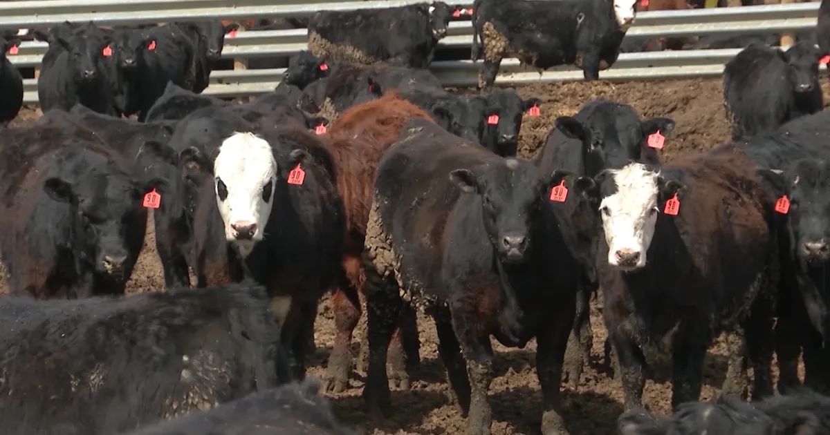 U.S. Cattle Inventory and Feedlot Numbers Continue Downward Trend