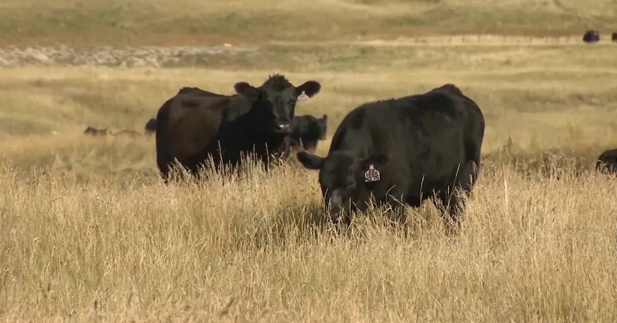 USDA Issuing Survey to Study Grazing