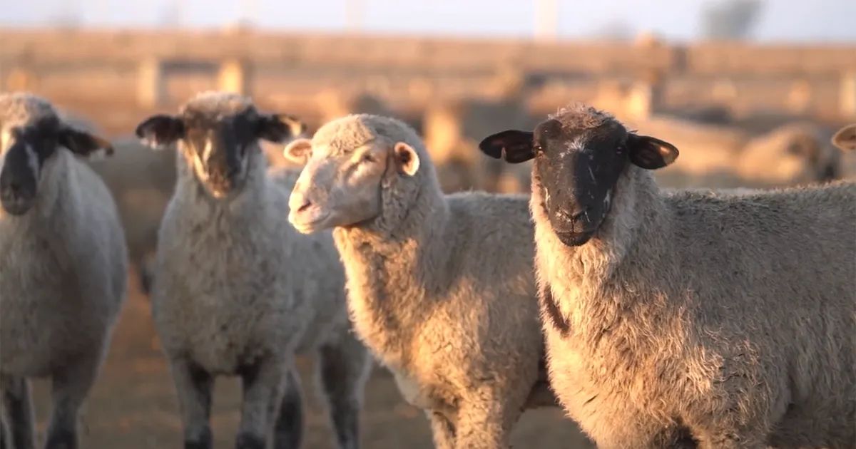 New Secure Sheep and Wool Supply Plan Videos Available