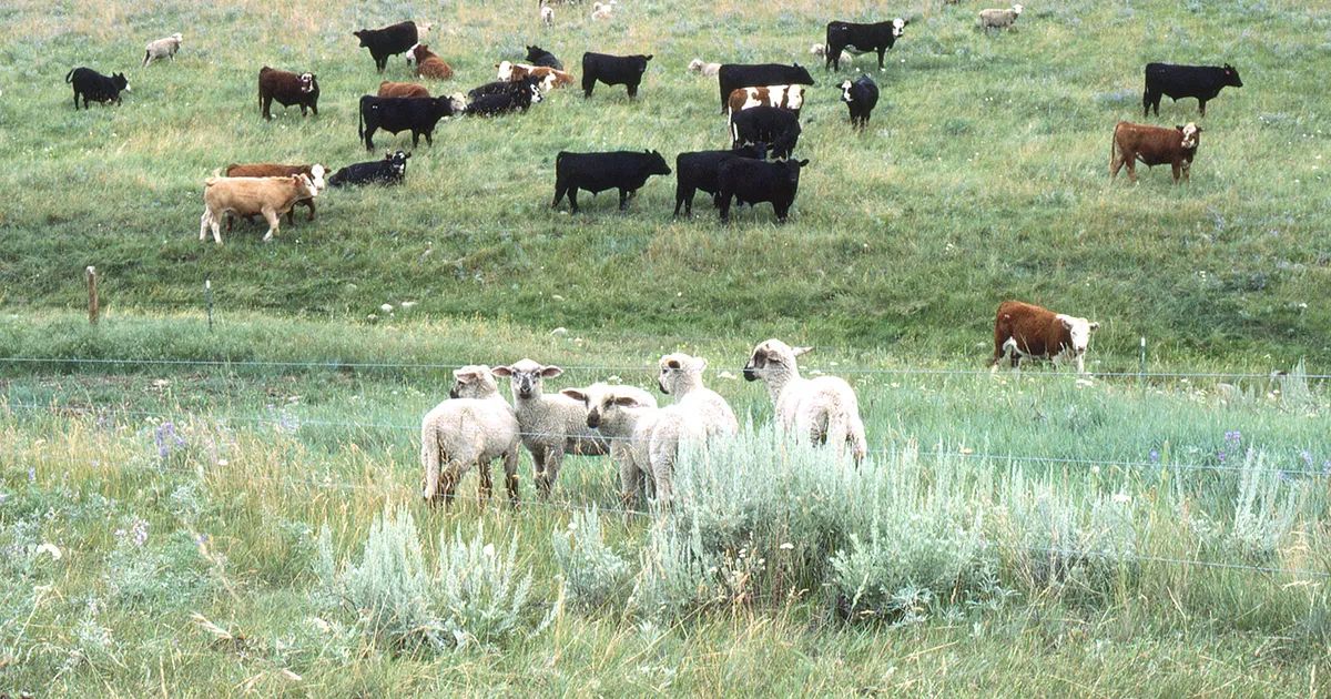 ASI and NCBA Release Guidance Criteria for Livestock Grazing on Public ...
