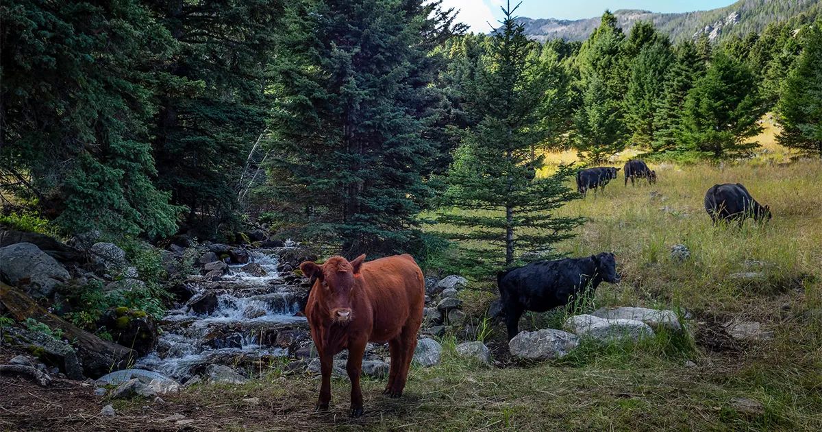 Idaho Ranch Sued on CWA Violations Motions to Dismiss Based on Sackett Case