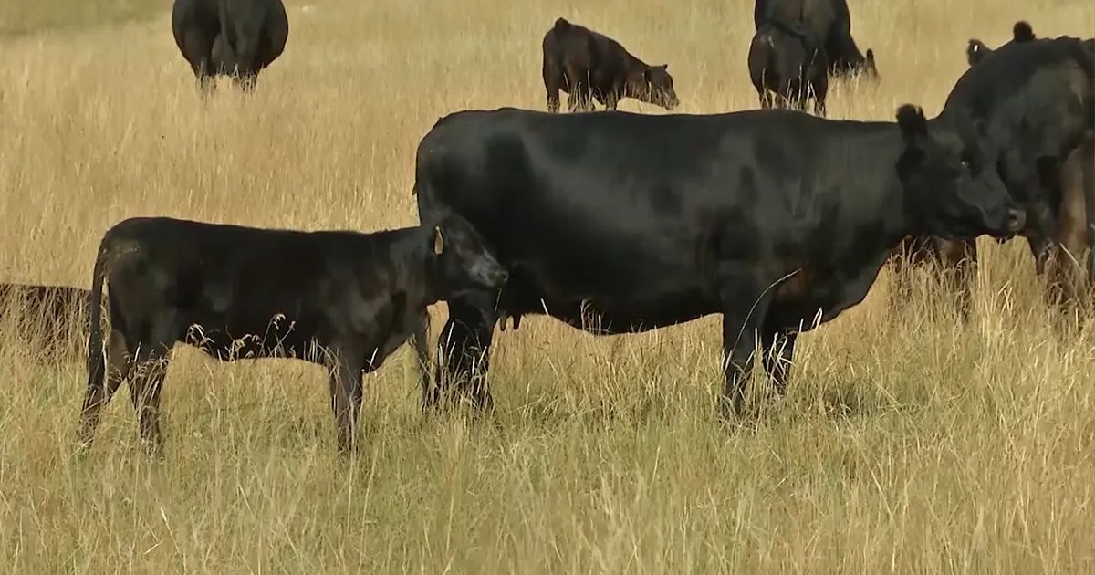 The Cattle Herd Rebuilding Challenge