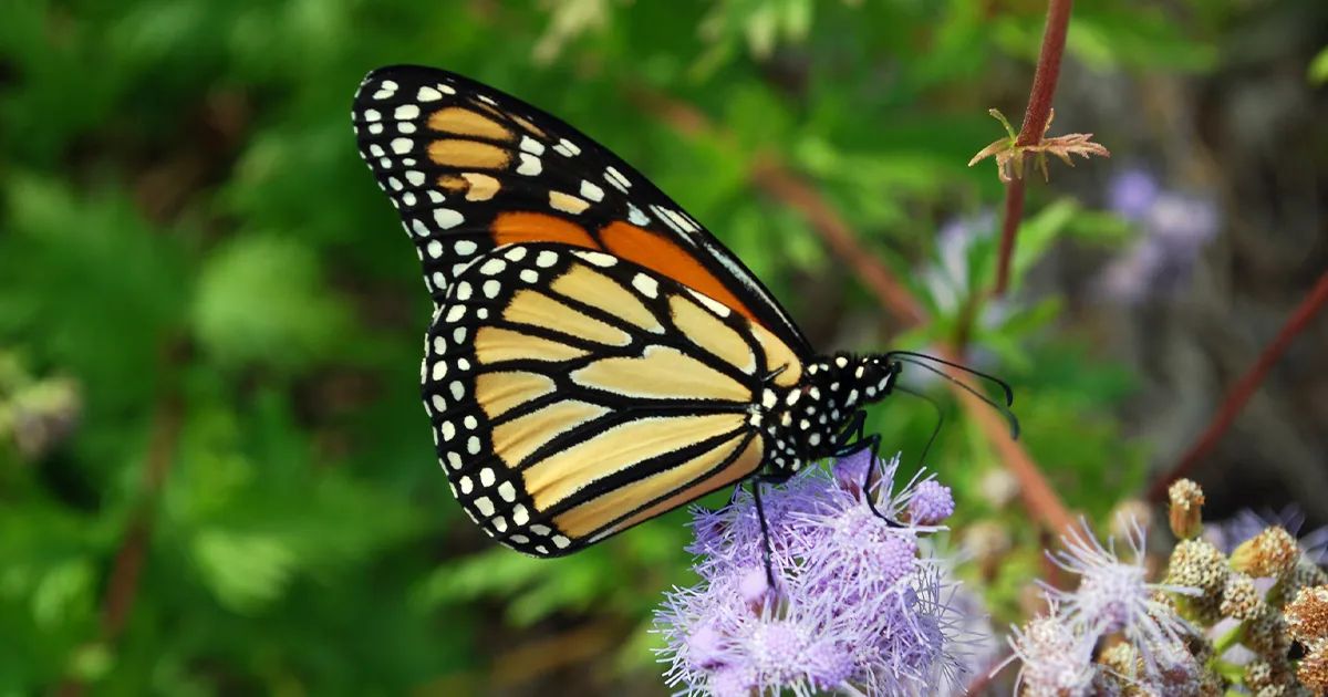 Scientists Developed a Unique Approach to Conserve the Monarch Butterfly