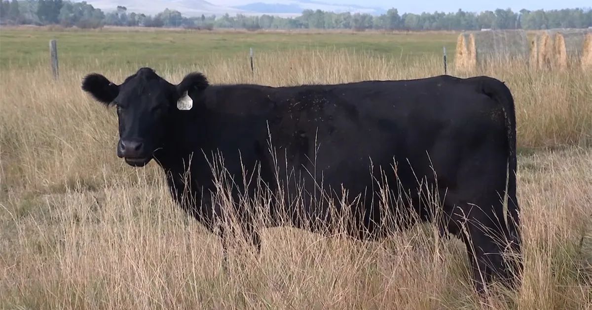 NRCS Grazing Lands Conservation Initiative Invests $22 Million in 29 ...