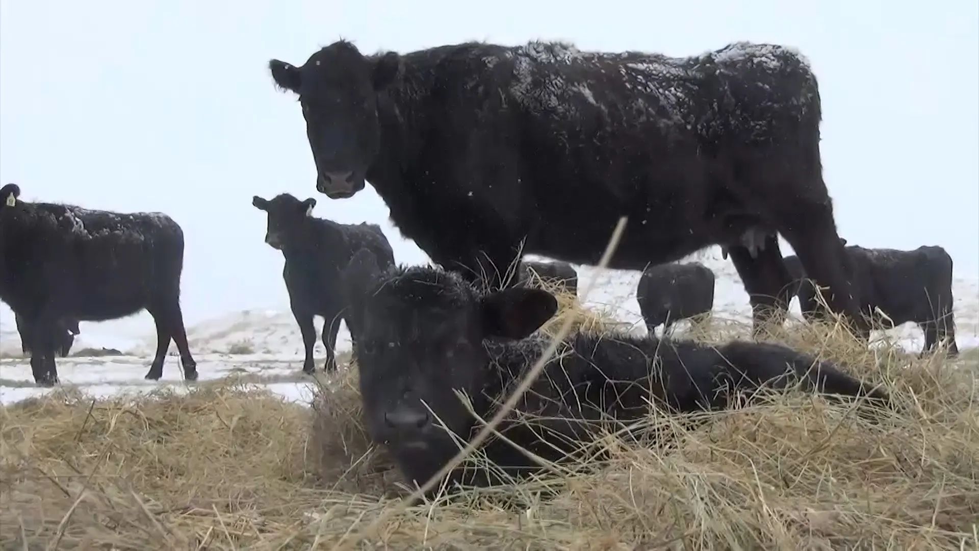 Diarrhea Can Be Deadly For Calves