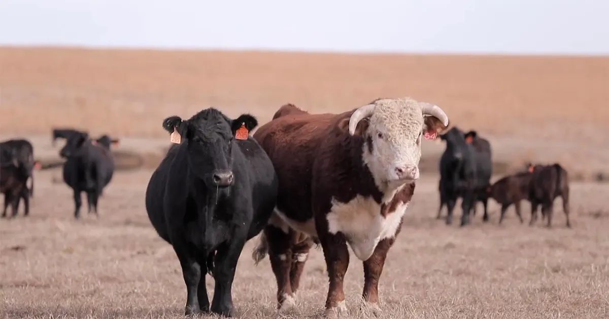 BEEF 2022 Top 100 Seedstock Operations