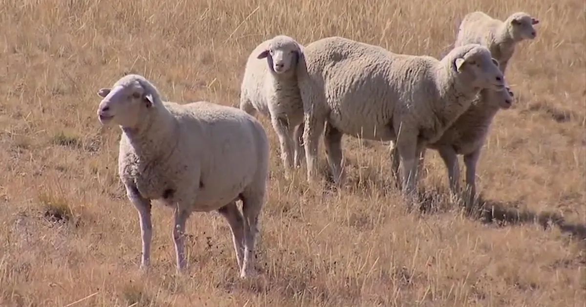 APHIS Awards Grant to ASI’s Secure Sheep & Wool Supply Plan