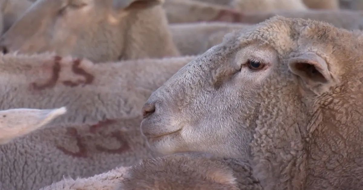 Red Hot Lamb Market Fueling Strong Optimism in U.S. Sheep Industry