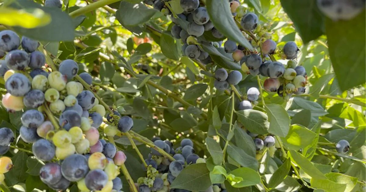 The Evolution of the Blueberry from Every Day to Exotic