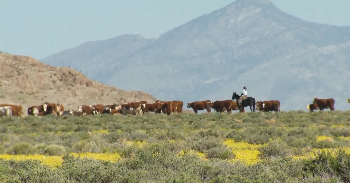 Barrasso Bill Supports Ranchers and Livestock Grazing Across the West