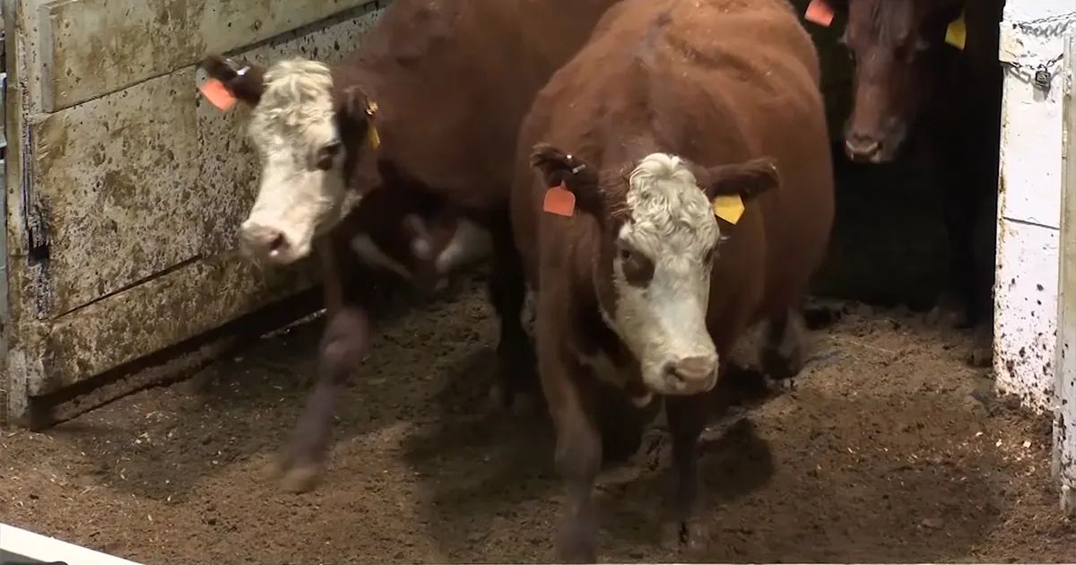 Drought Taking It's Toll on Beef Cow Numbers