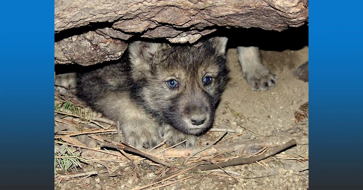 First pup born to released wolves in Colorado
