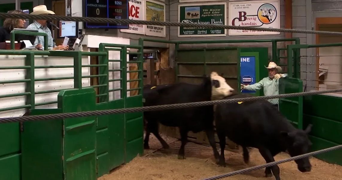 Strong Cull Market: Three Good Reasons to Cull Now