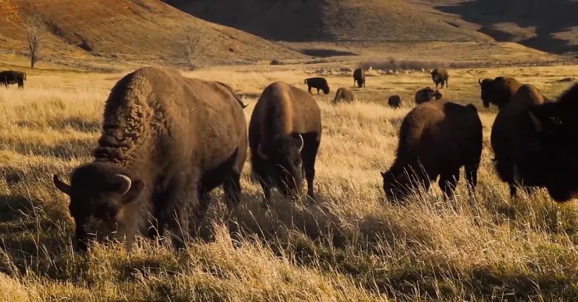 It's Time to Celebrate National Bison Day