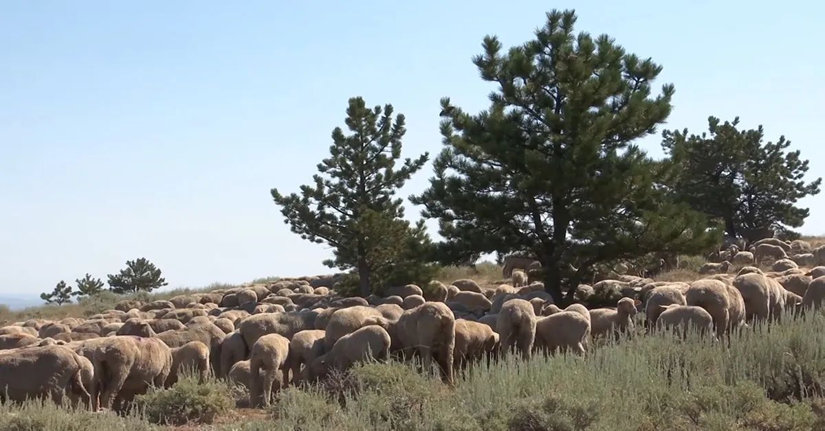 Sheep Industry Takes on Climate Change