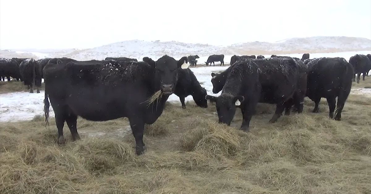Keeping Cattle Healthy and Strong during Winter