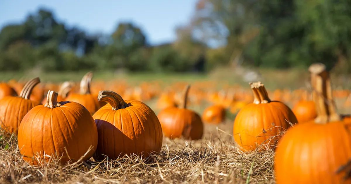 U.S. Pumpkin Production on Full Display