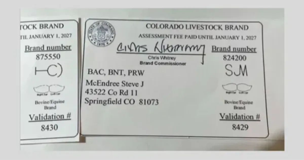 Cattle Rustlers Steal 80 Bred Cows in Baca County, Colorado