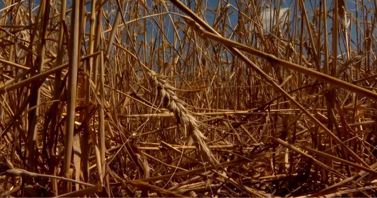 2022 Crop Disaster Relief: USDA Unveils $3 Billion Enrollment for ERP ...