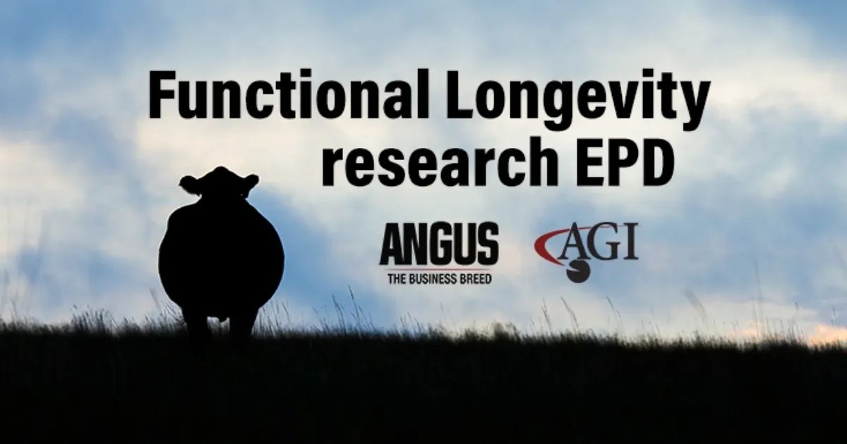 Enhancing Herd Longevity: Introducing Functional Longevity Research EPD