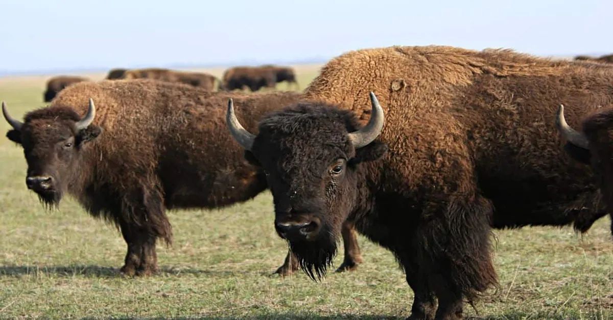 National Bison Association Names New Executive Director