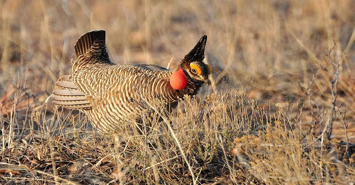 USFWS Extends Comment Period on Proposal to List Lesser Prairie-Chicken ...